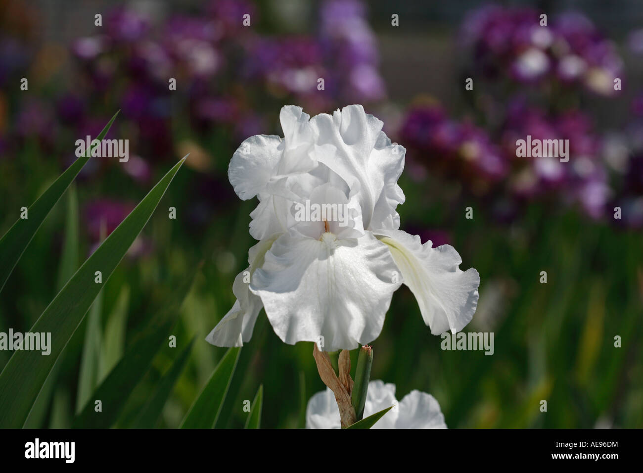 The iris germania in Chiba Japan Asia Stock Photo - Alamy