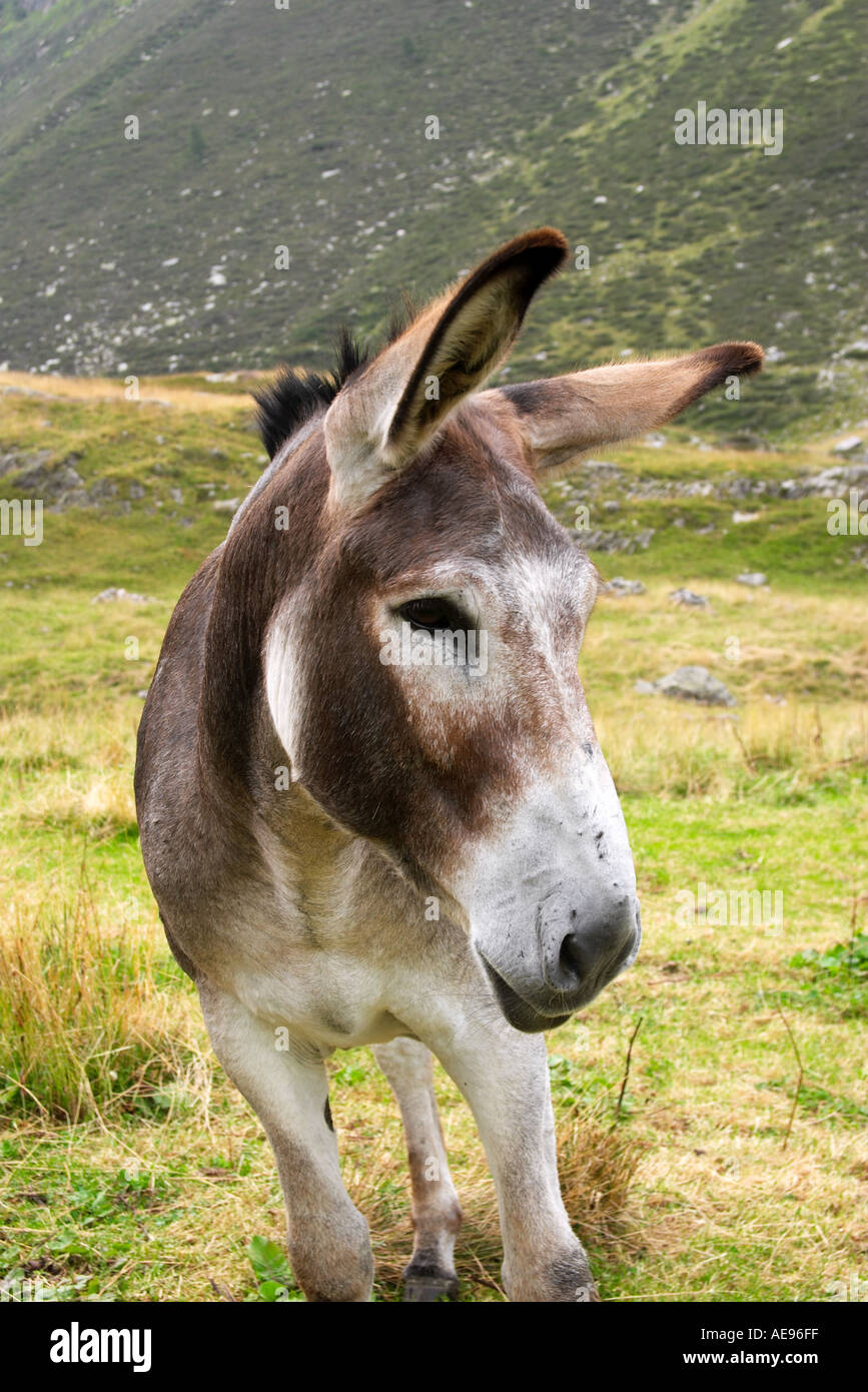 Close up mule muzzle hi-res stock photography and images - Alamy