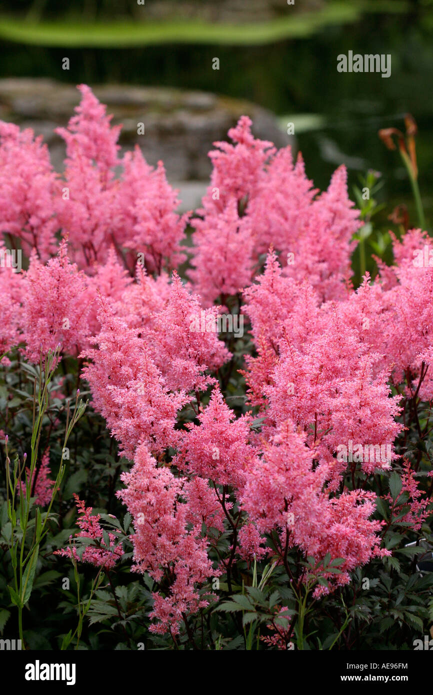Astilbe japonica High Resolution Stock Photography and Images - Alamy