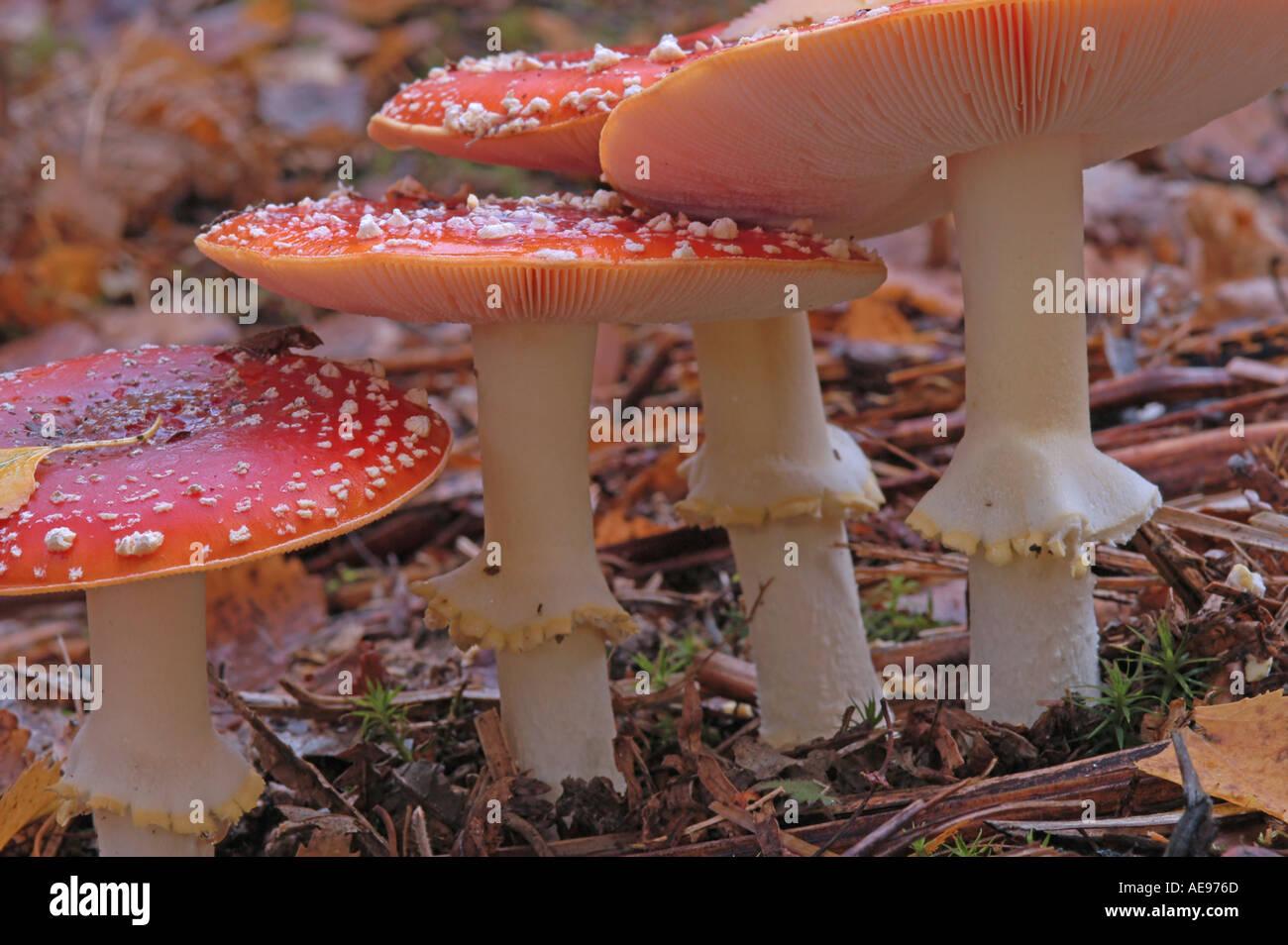 Close up group of Fly Agarics Stock Photo - Alamy