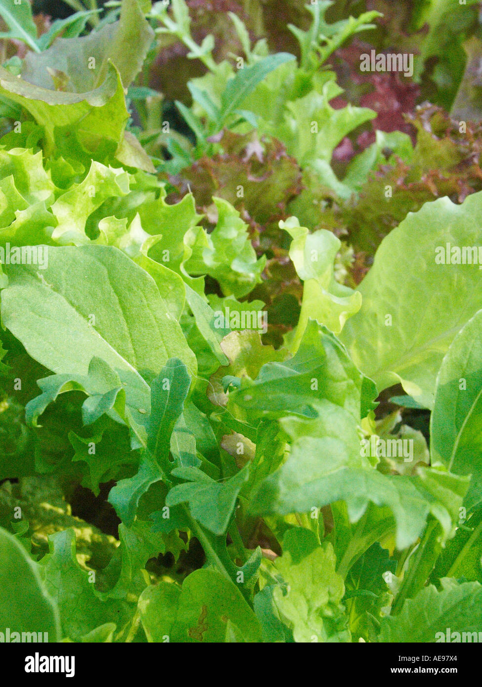 Living Lettuce this is proving very popular to grow at home and is also ...