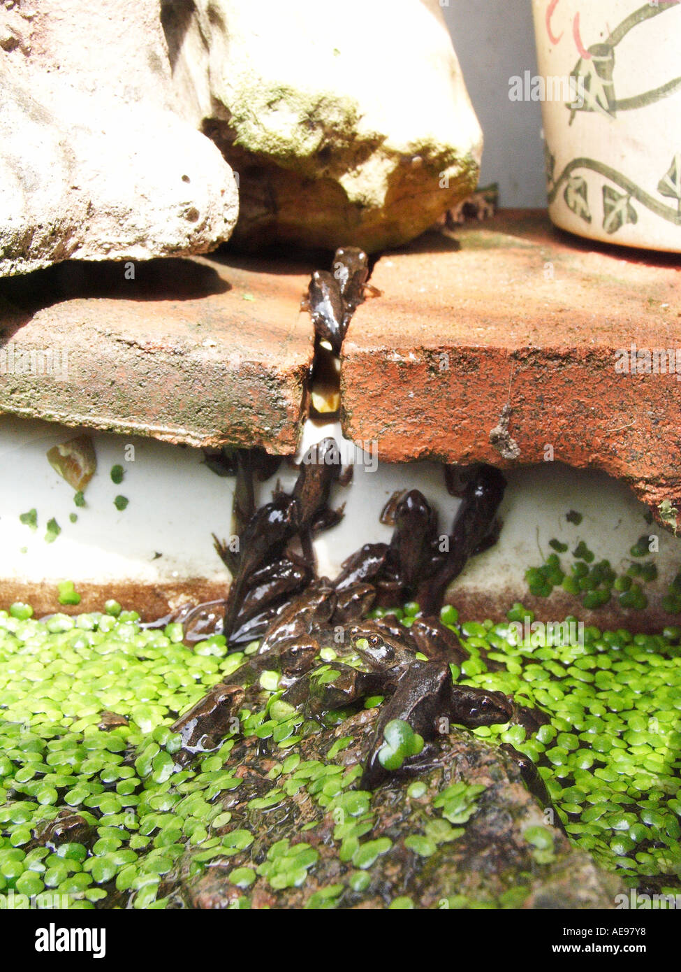 Baby frogs recently transformed from Tadpoles Stock Photo - Alamy