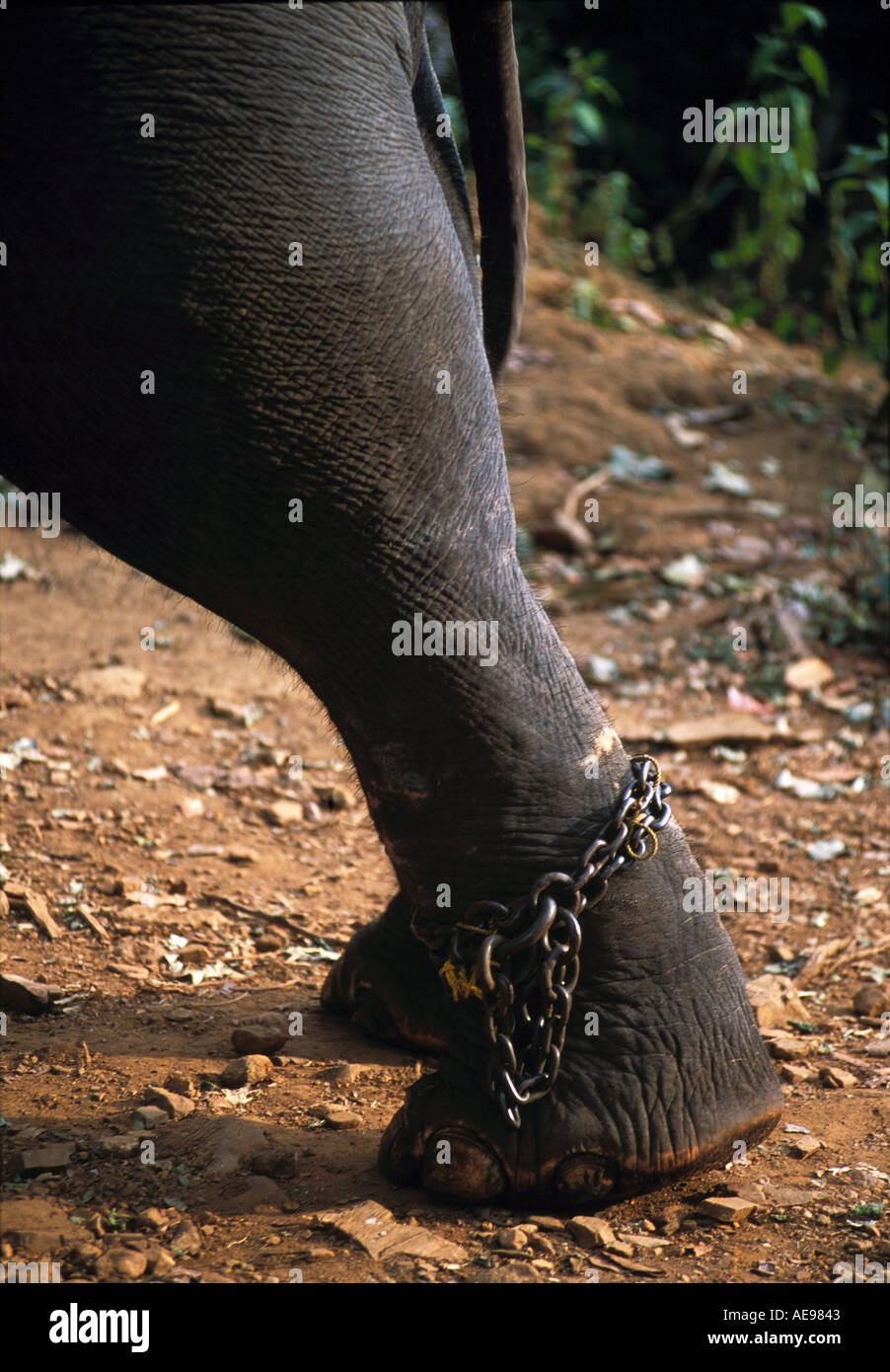 Indian Elephant India Stock Photo - Alamy