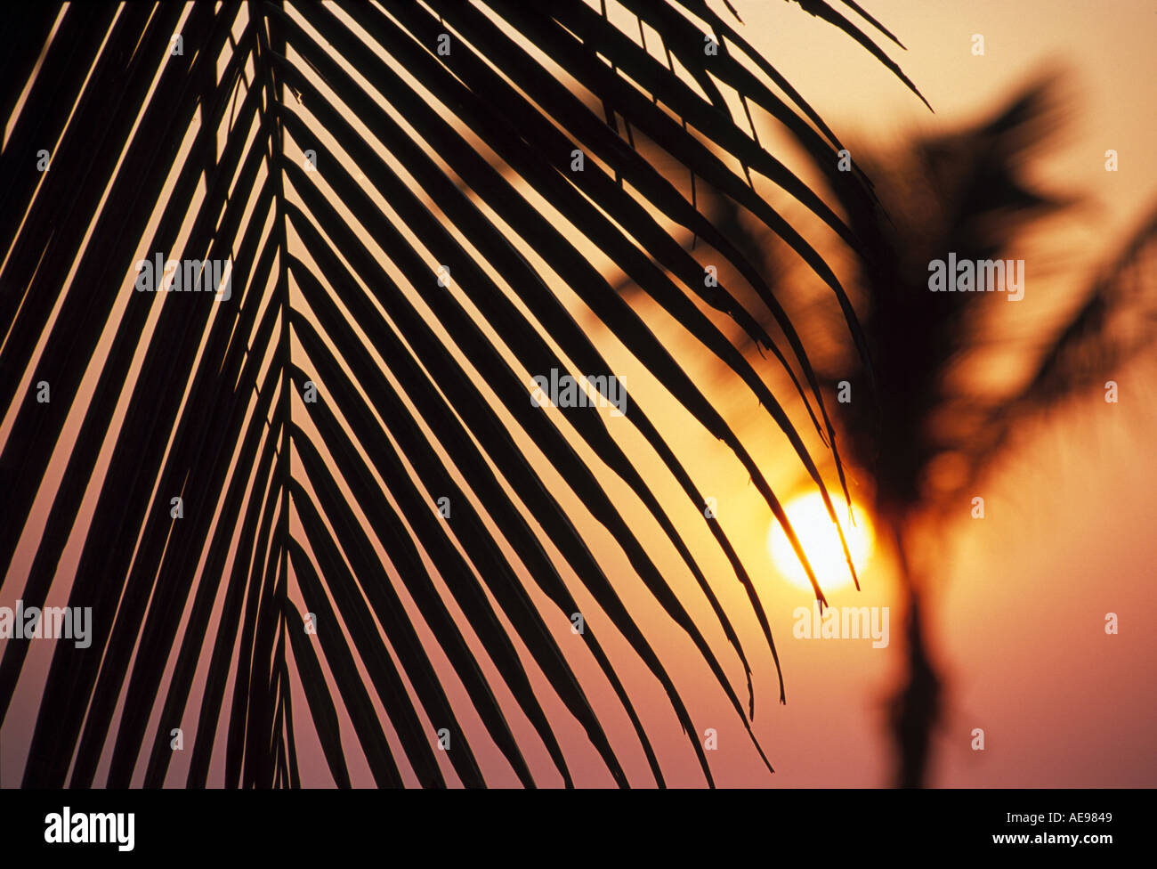 Palm Trees Goa India Stock Photo - Alamy