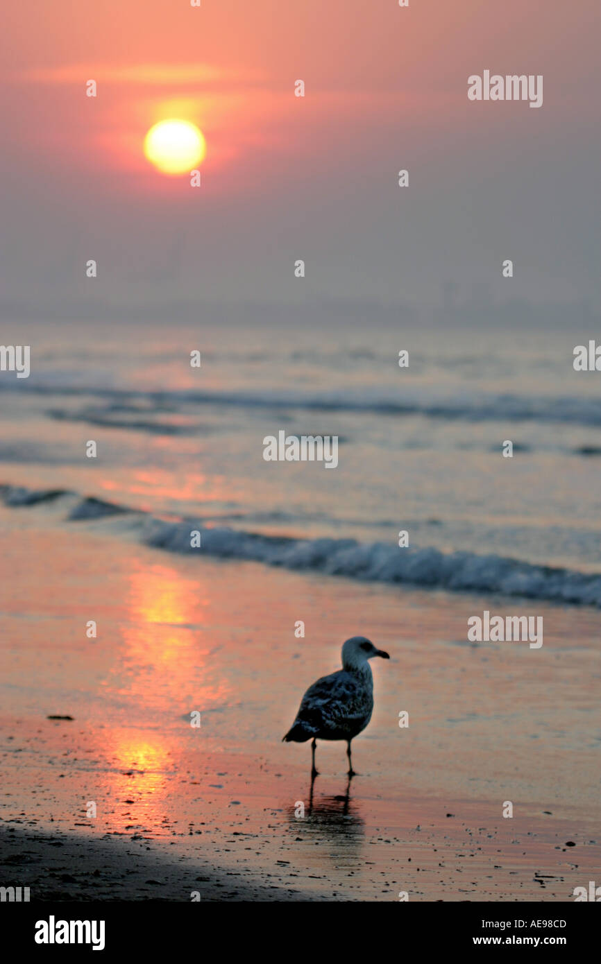Sun loving bird hi-res stock photography and images - Alamy