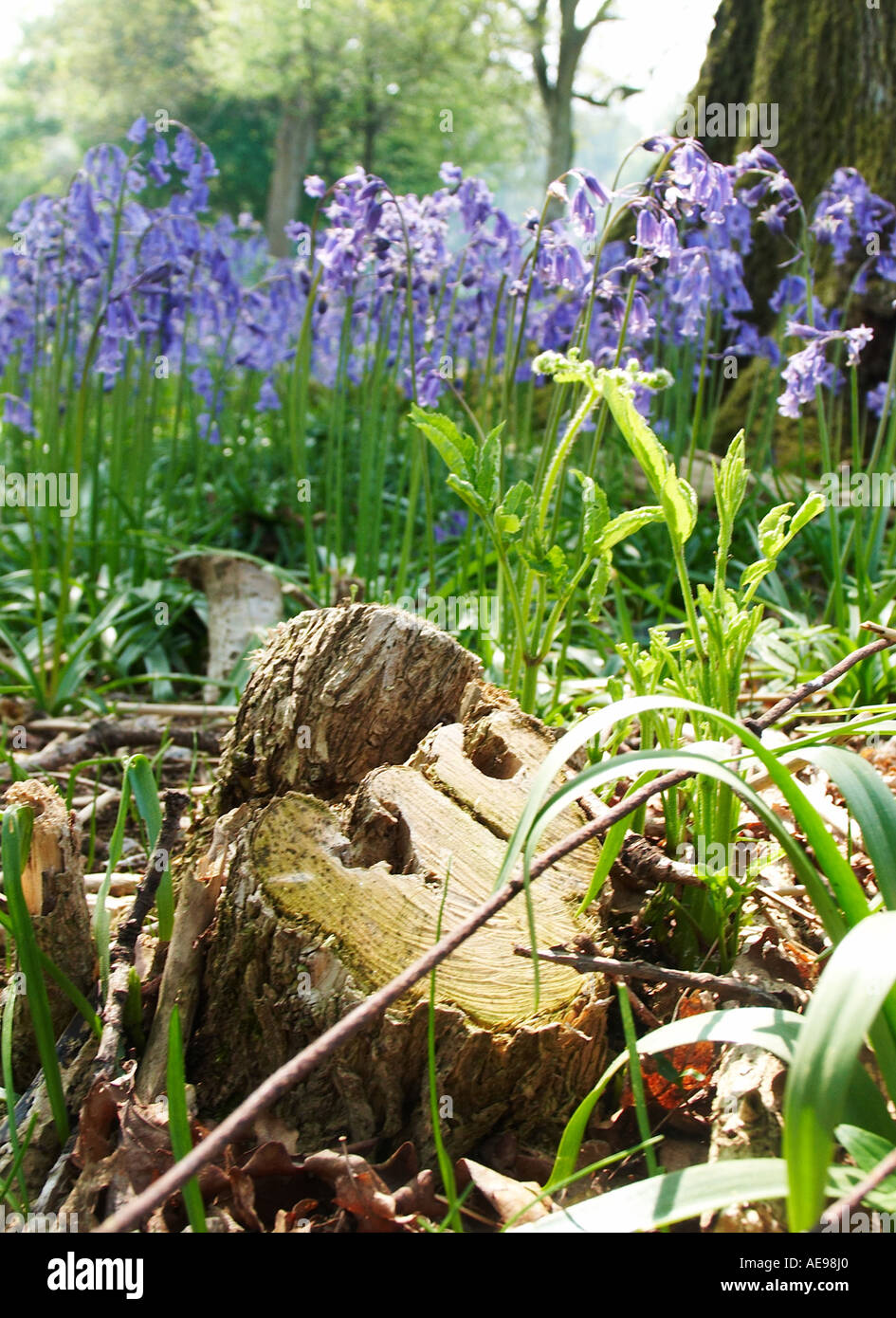Blue bells by the roadside on the Hampshire wiltshire border Stock ...