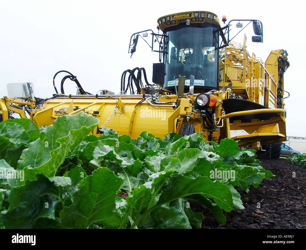 Combine harvester crop beetroot beetroot growing farming green leaves ...
