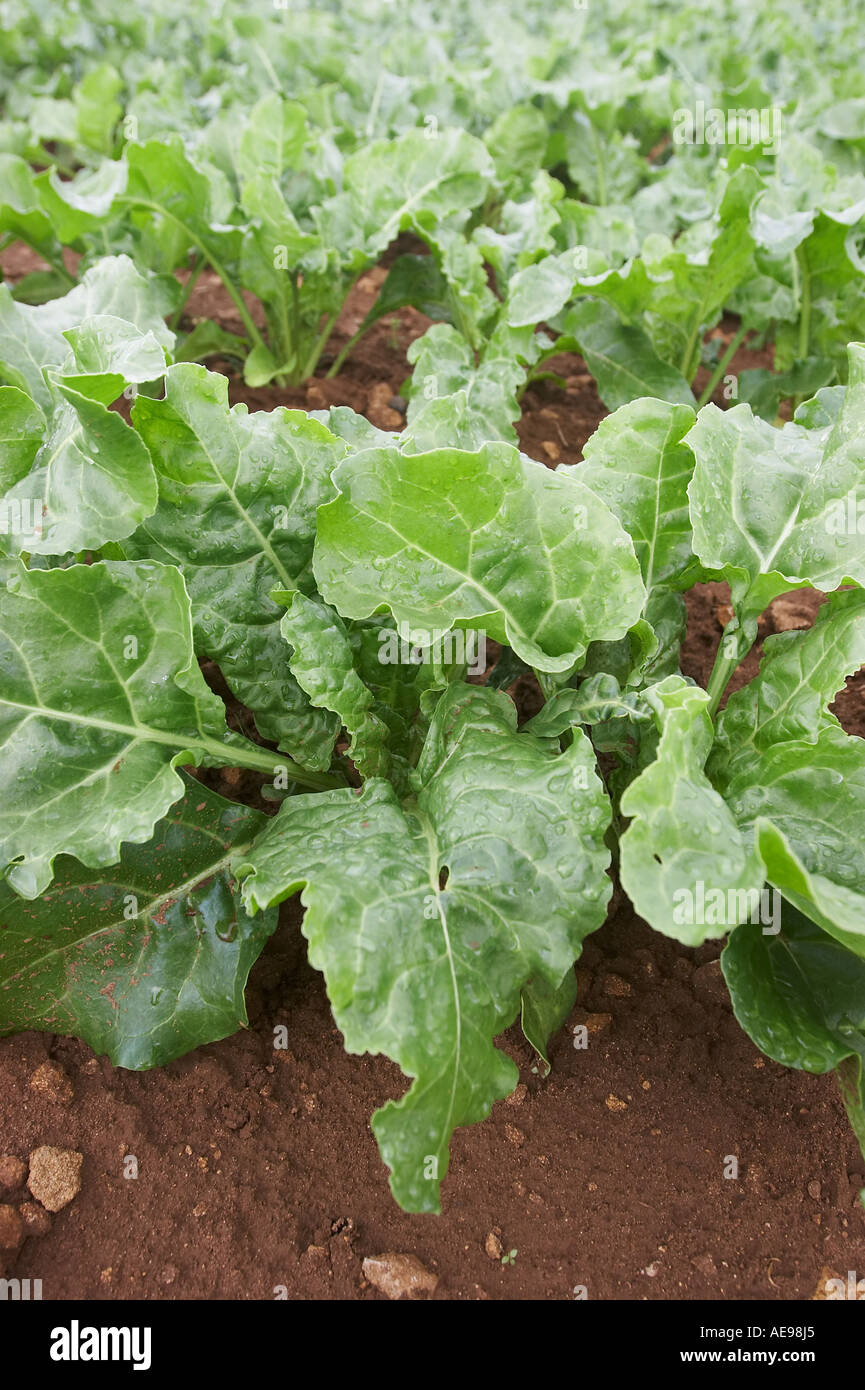Beetroot growing in a trial crop Stock Photo - Alamy