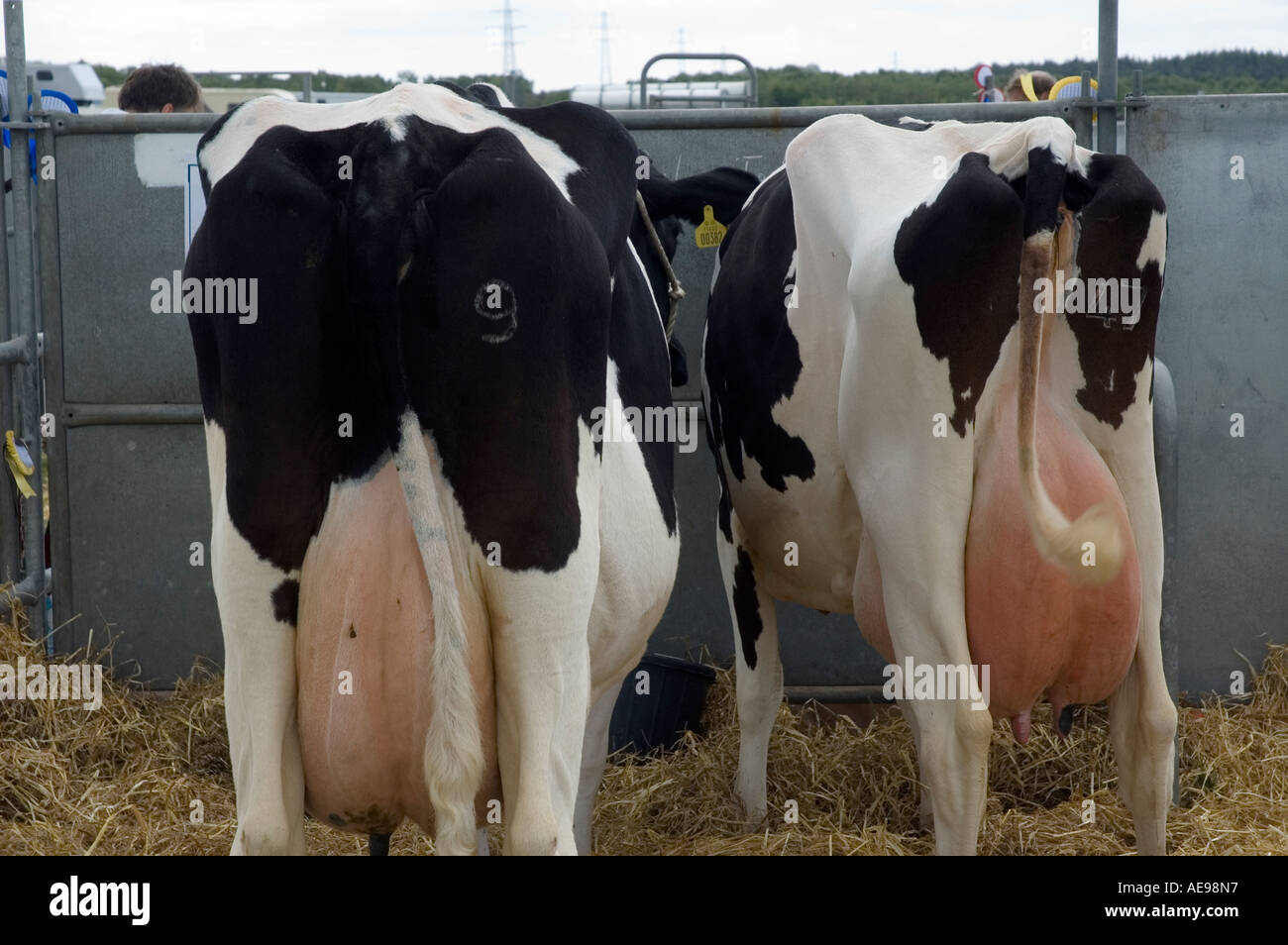 Cow's udder show cow hi-res stock photography and images - Alamy