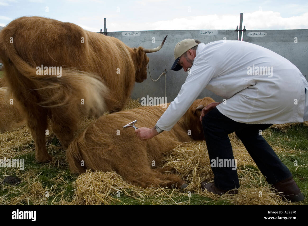 Cows livestock grooming handler hi-res stock photography and images - Alamy