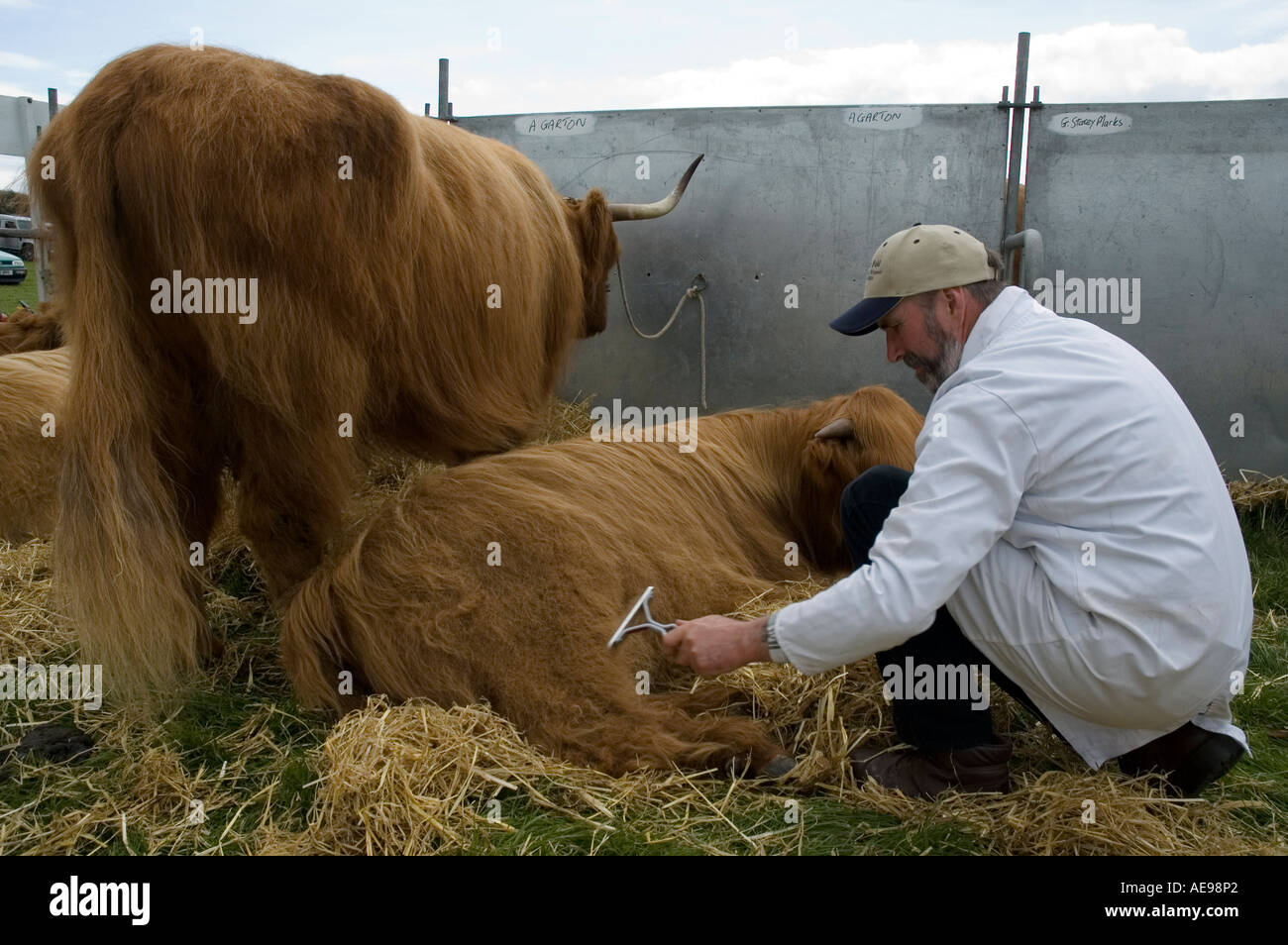 Highland cattle being groomed at Central and West Fife Annual ...