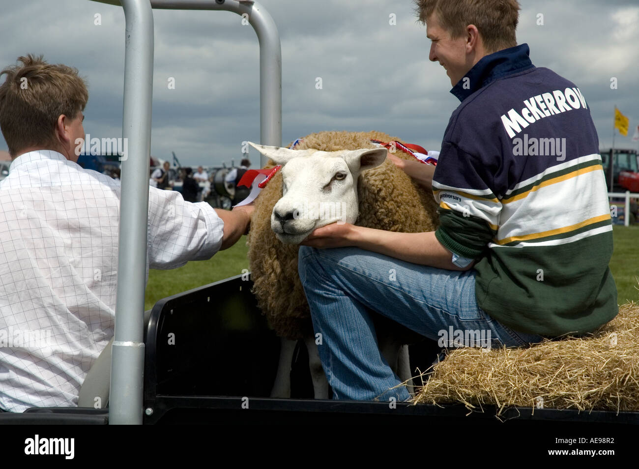 Ram uk show rosette hi-res stock photography and images - Alamy