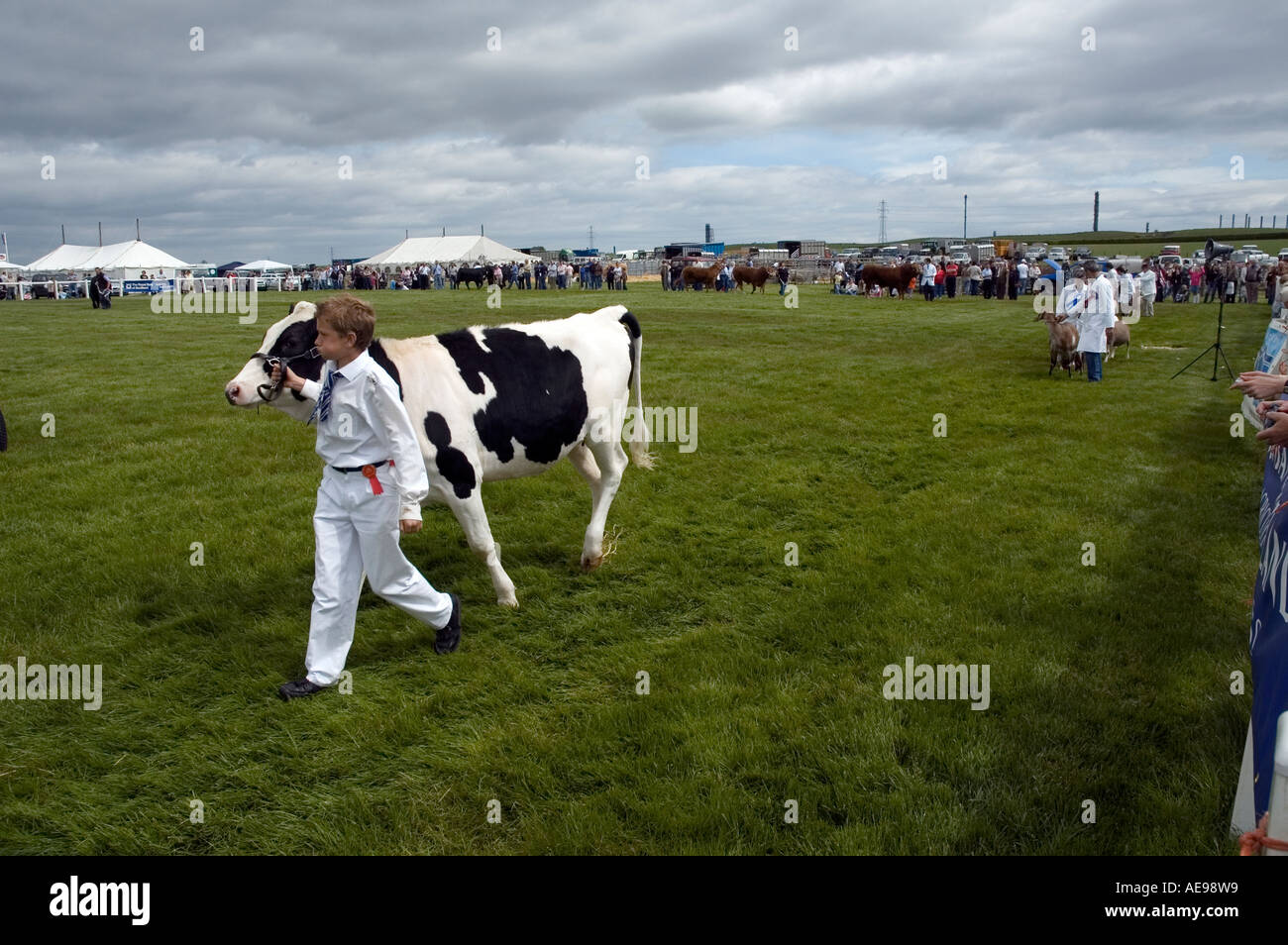 Prize winning cow in grand parade with young boy handler at Central and ...