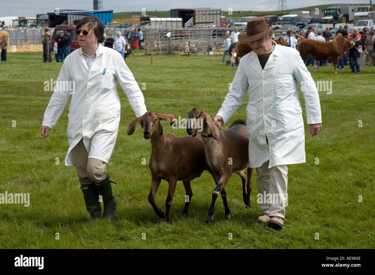 Prize winning goat hi-res stock photography and images - Alamy