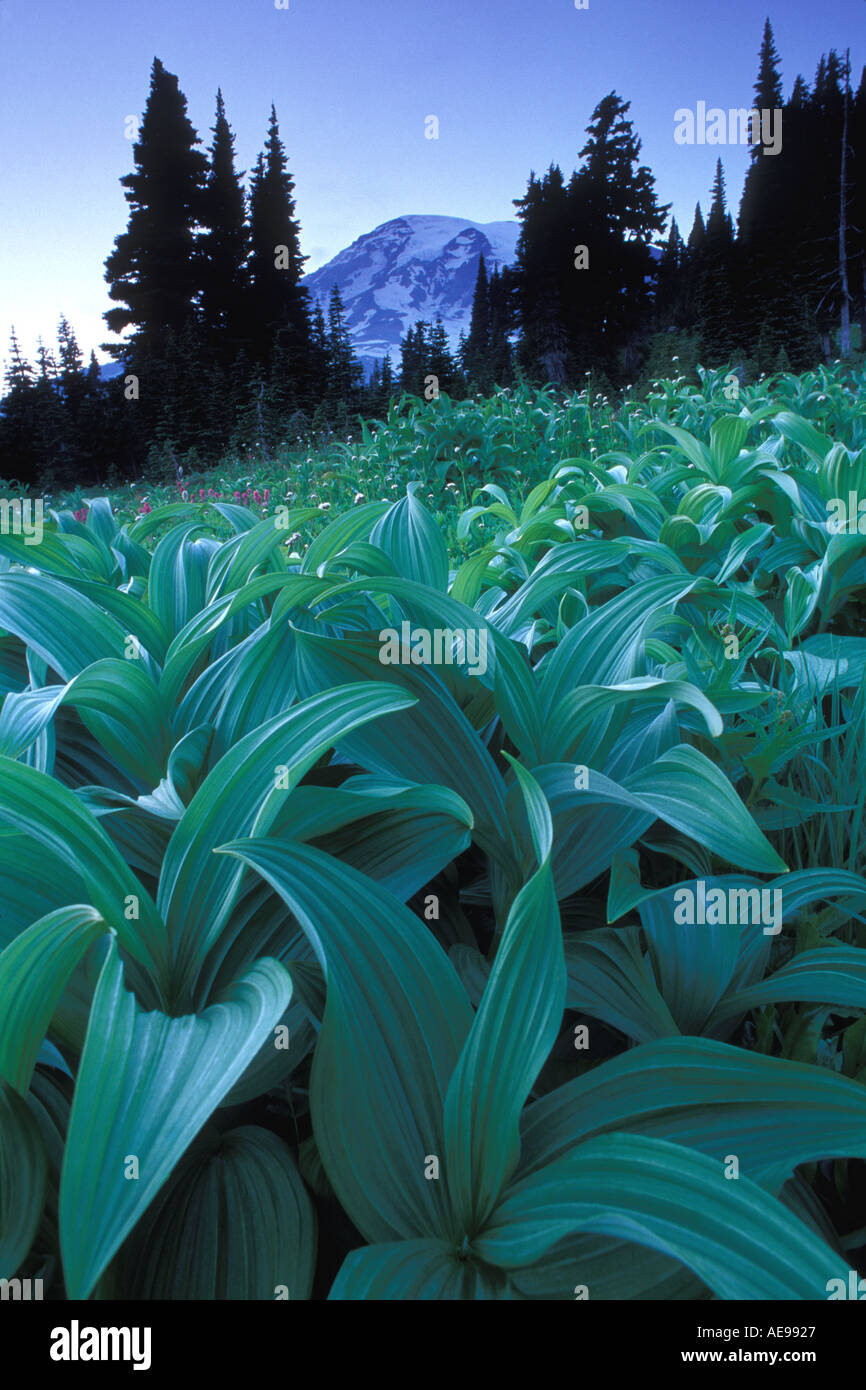 Indian hellebore hi-res stock photography and images - Alamy