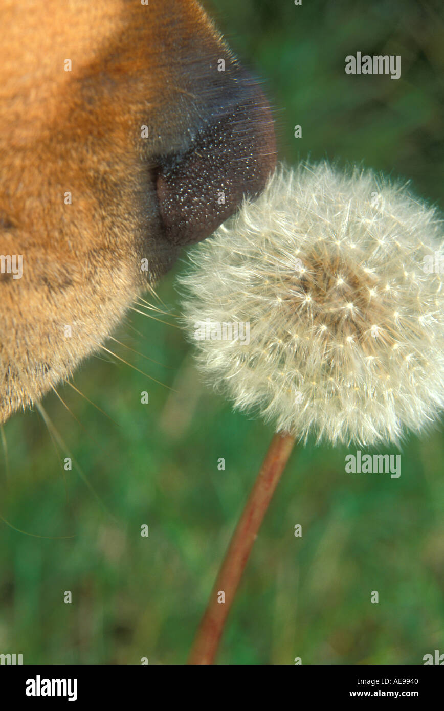Sniffing the wind hi-res stock photography and images - Alamy
