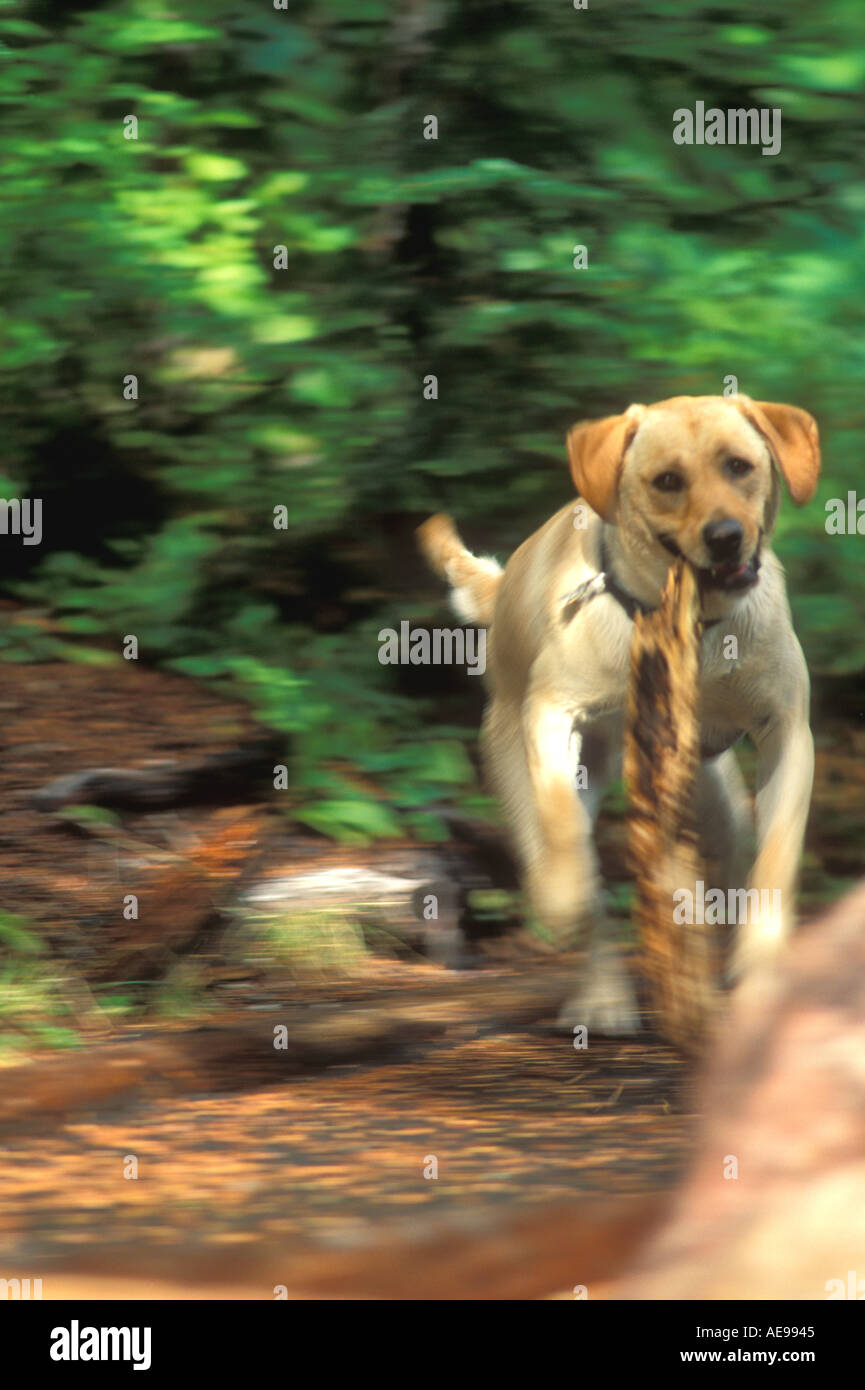 Yellow lab playing with stick Stock Photo - Alamy
