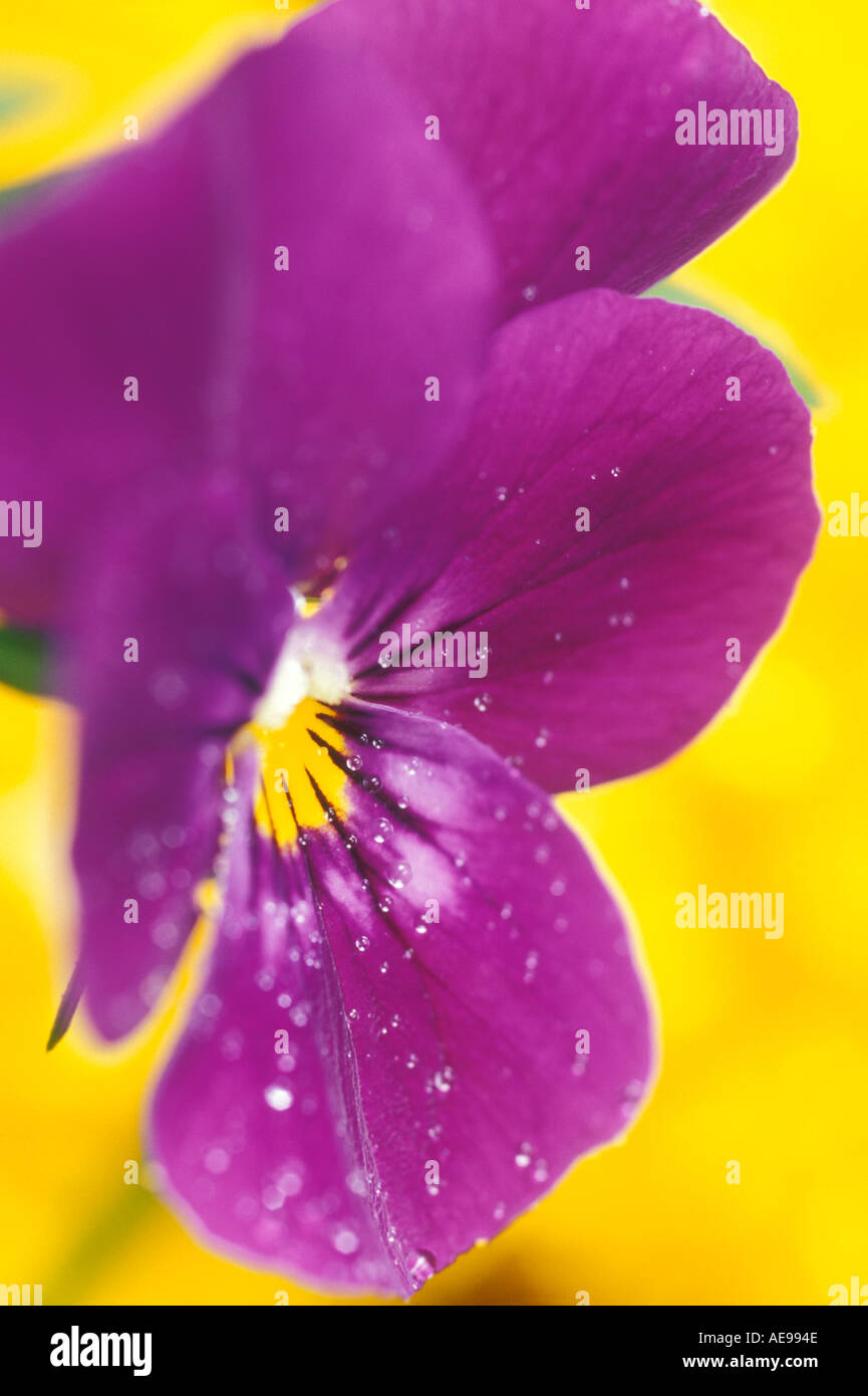 Purple Pansey against yellow Stock Photo - Alamy