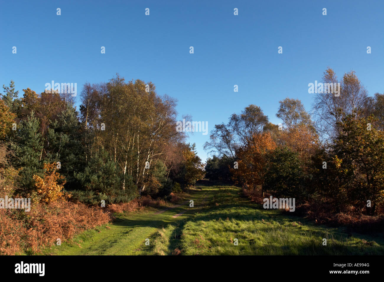 Suffolk woods autumn hi-res stock photography and images - Alamy