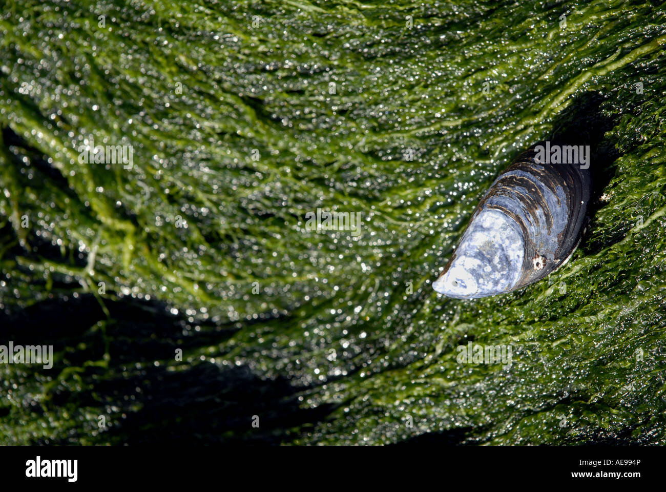 A common mussel at low tide Stock Photo - Alamy