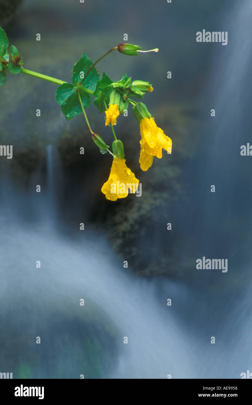 Seep spring monkey flower hi-res stock photography and images - Alamy