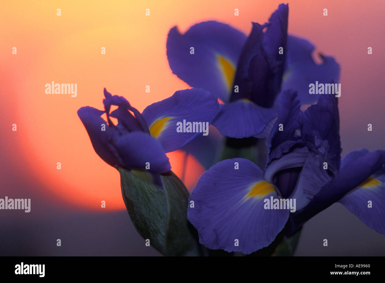 Setting sun behind Iris Stock Photo - Alamy