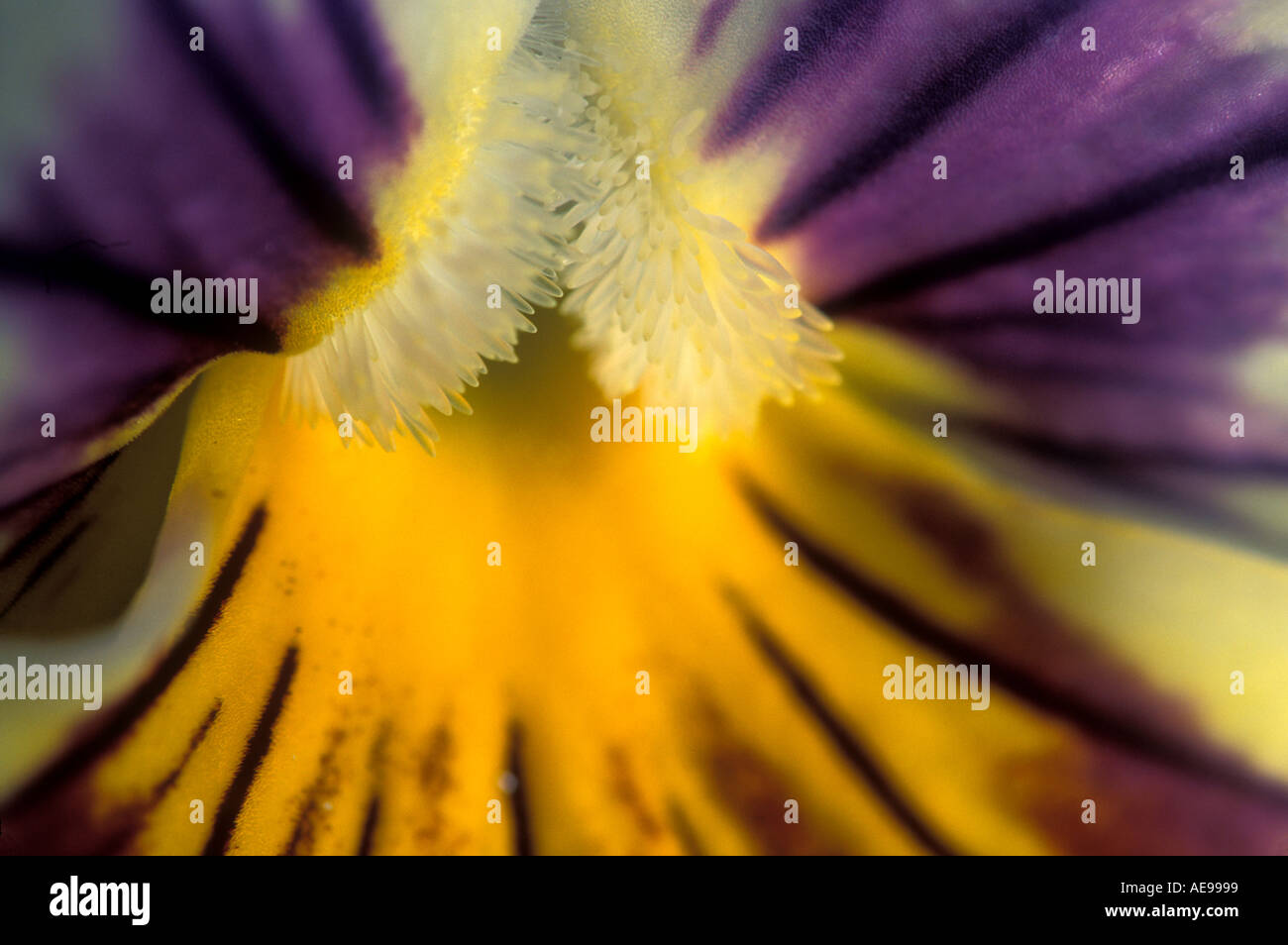 Purple pansey hi-res stock photography and images - Alamy