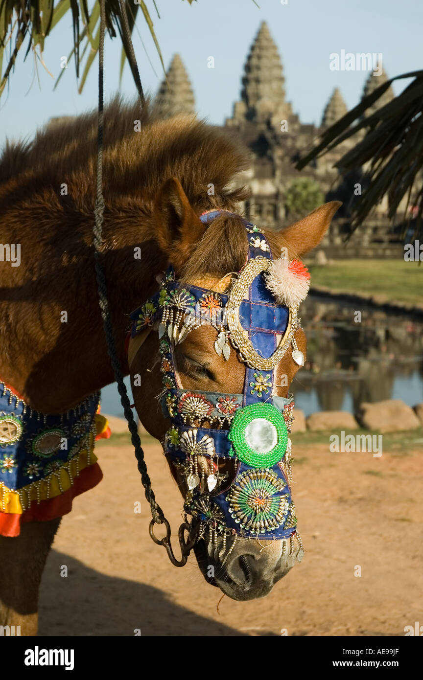 Stock photo of a pony at the ancient temple of Angkor Wat in Cambodia ...