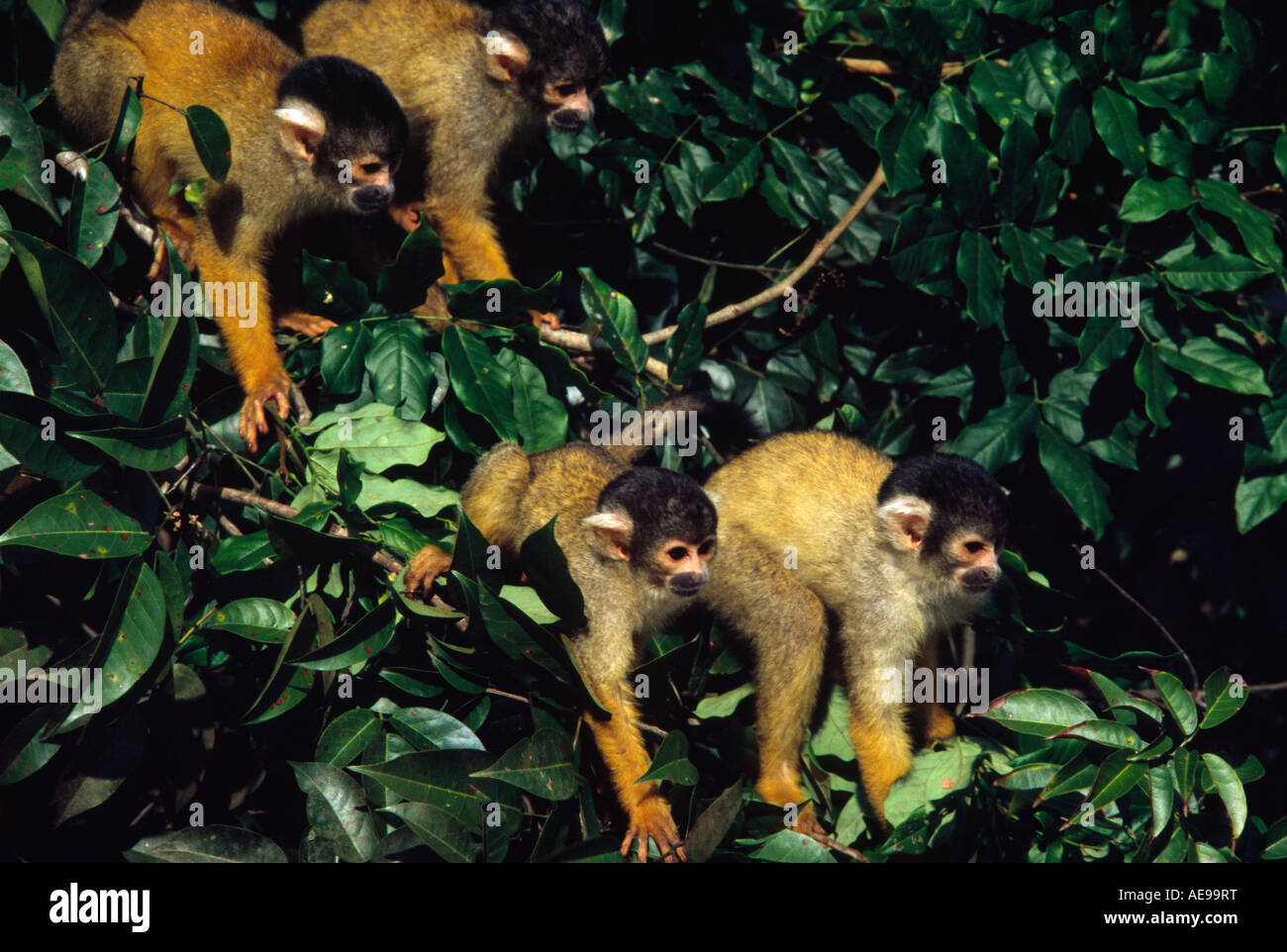 Brown Capuchin Monkeys - Amazon basin, Beni BOLIVIA Stock Photo - Alamy