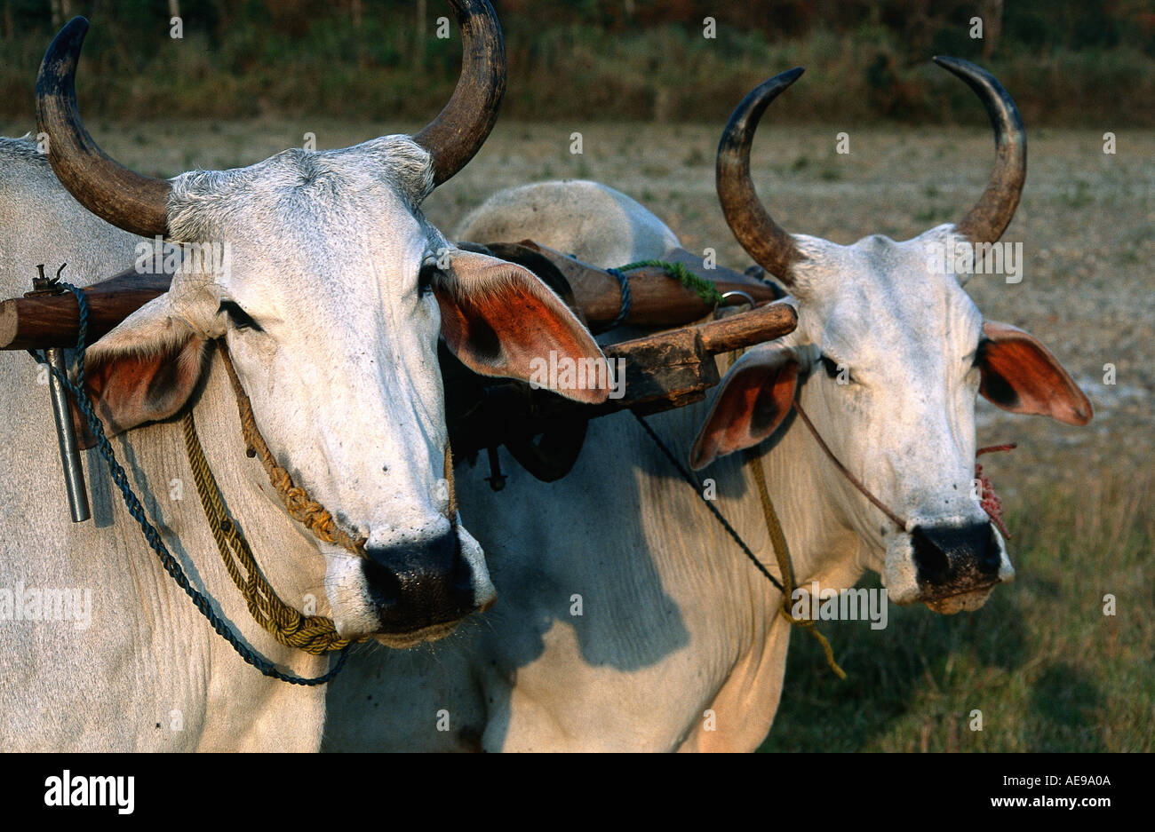 Two oxen yoked up to a cart in the Terai lowlands of Nepal Stock Photo ...