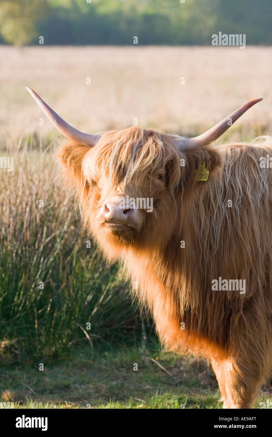 Highland Cattle on Norfolk Grazing Marsh at Sunset UK Stock Photo - Alamy