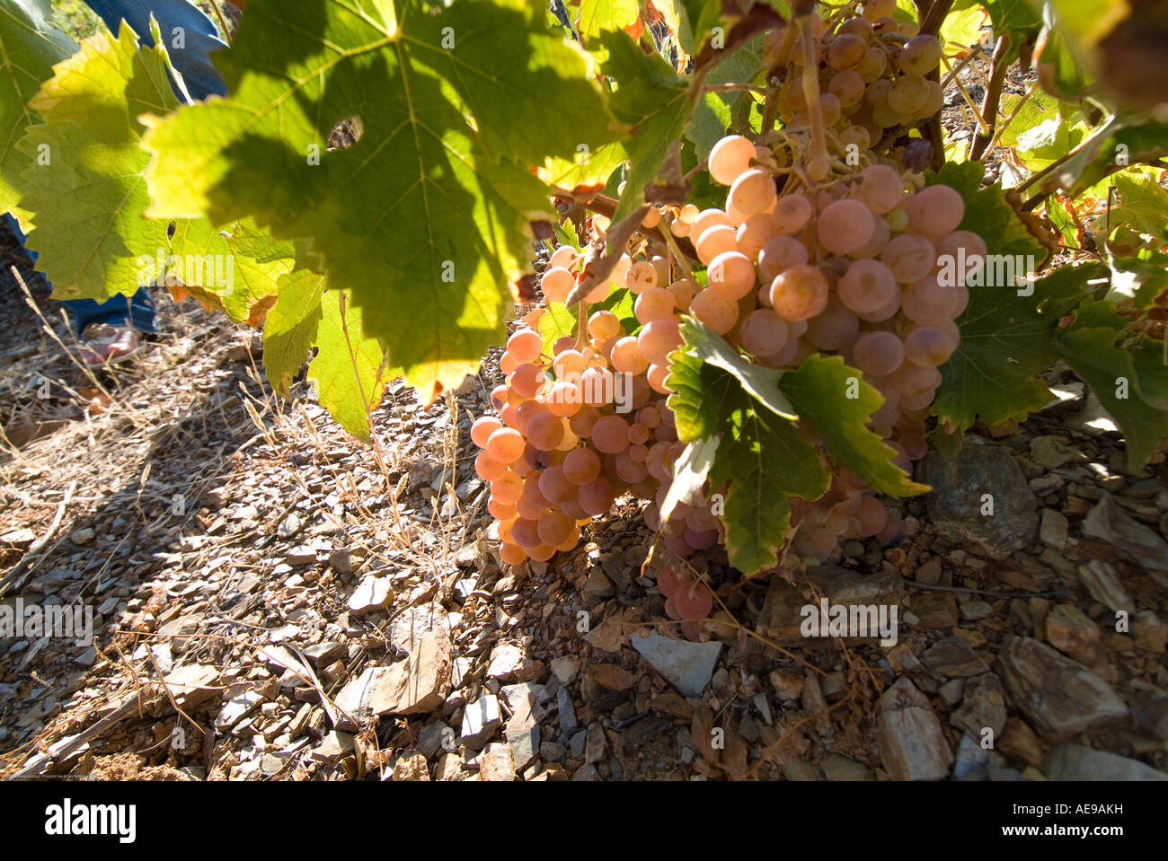 grapes to produce Malaga Dulce, Malaga Sweet Wine Stock Photo - Alamy