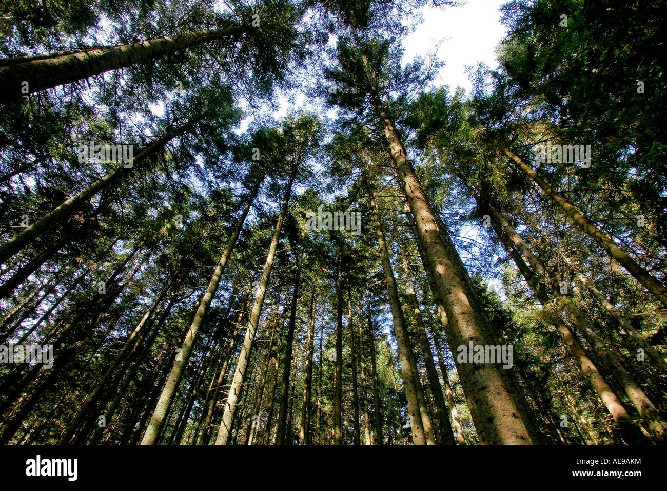 Foret de pins hi-res stock photography and images - Alamy