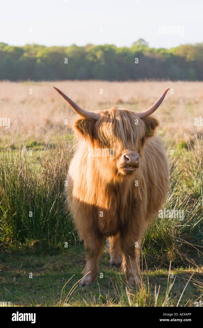 Highland Cattle on Norfolk Grazing Marsh at Sunset UK Stock Photo - Alamy
