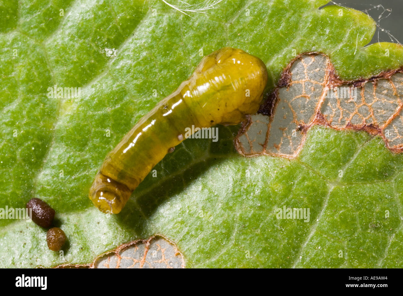 Pear slug sawfly Caliroa cerasi larvae eating sloe leaf potton ...