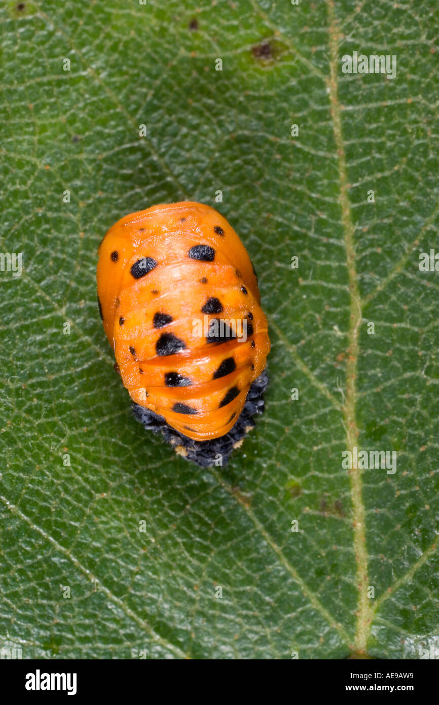 Coccinella Septempunctata Larva