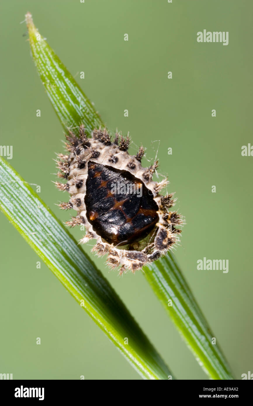 Pine ladybird pupa hi-res stock photography and images - Alamy