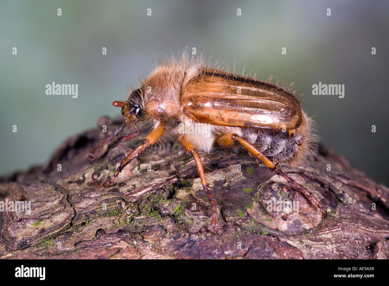 Cockchafer Beetle Melolontha melolontha on log showing markings and ...