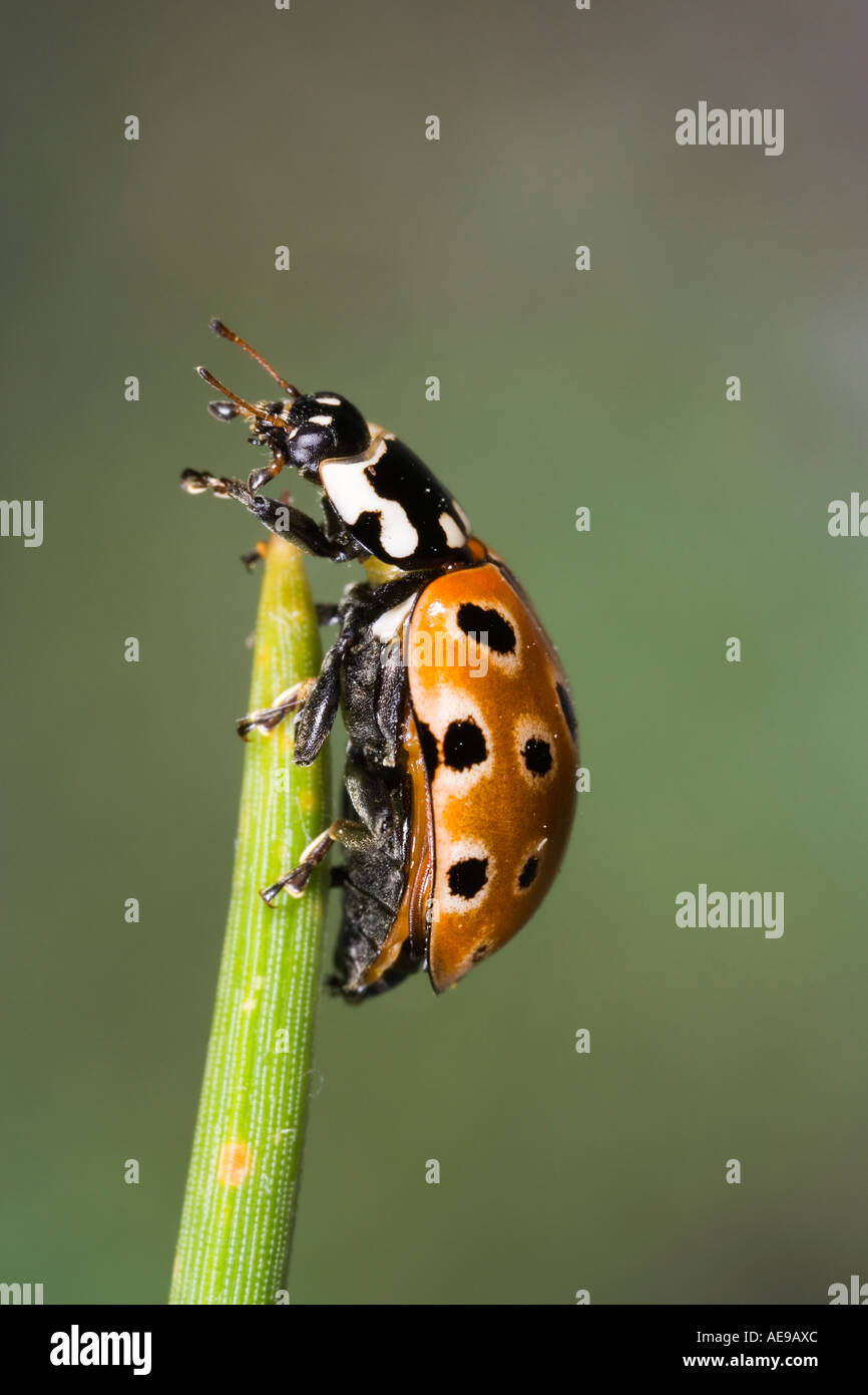 Eyed Ladybird Anatis ocellata on pine needle showing markings and ...