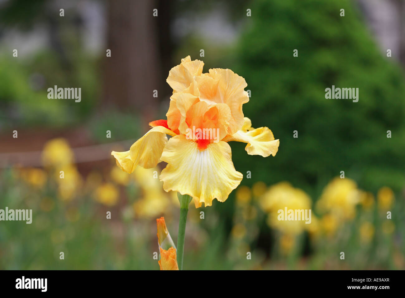 The iris germania in Chiba Japan Asia Stock Photo - Alamy