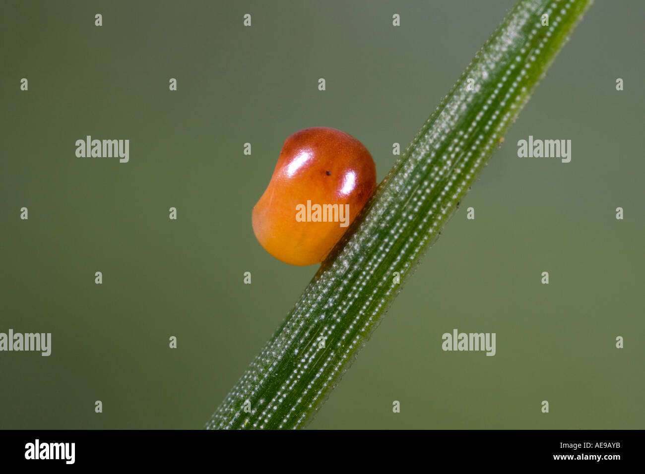 Pine Hawk moth Hyloicus pinastri egg on pine needle potton bedfordshire ...