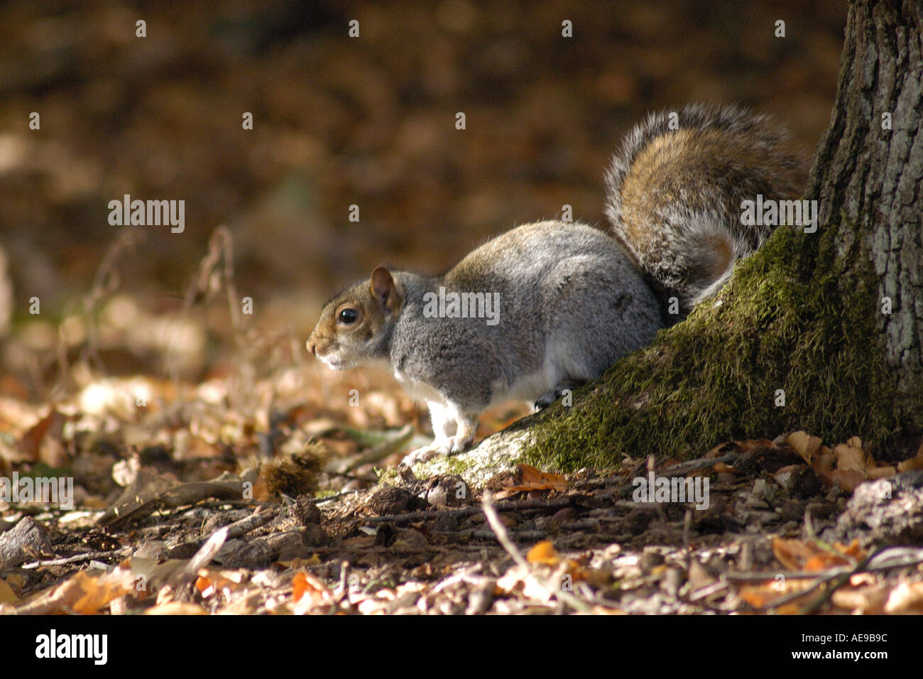 Gray squirrel Stock Photo - Alamy