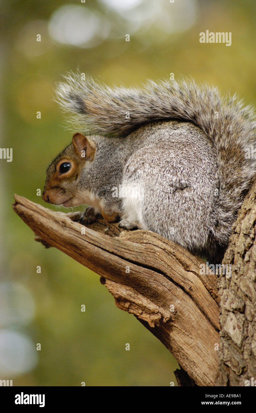 Gray squirrel in a tree Stock Photo - Alamy