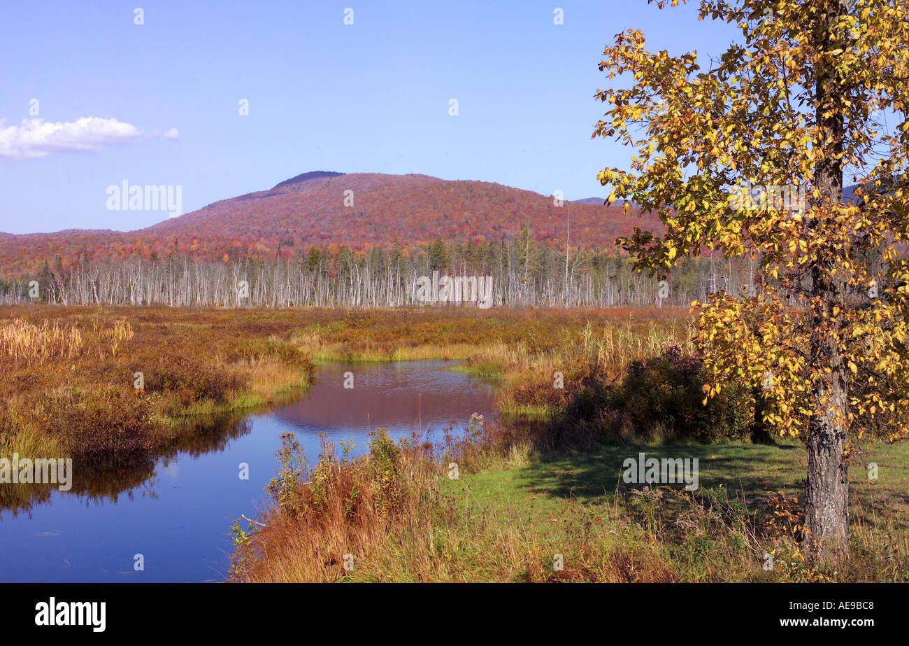 Vermont marsh during fall foliage Stock Photo - Alamy