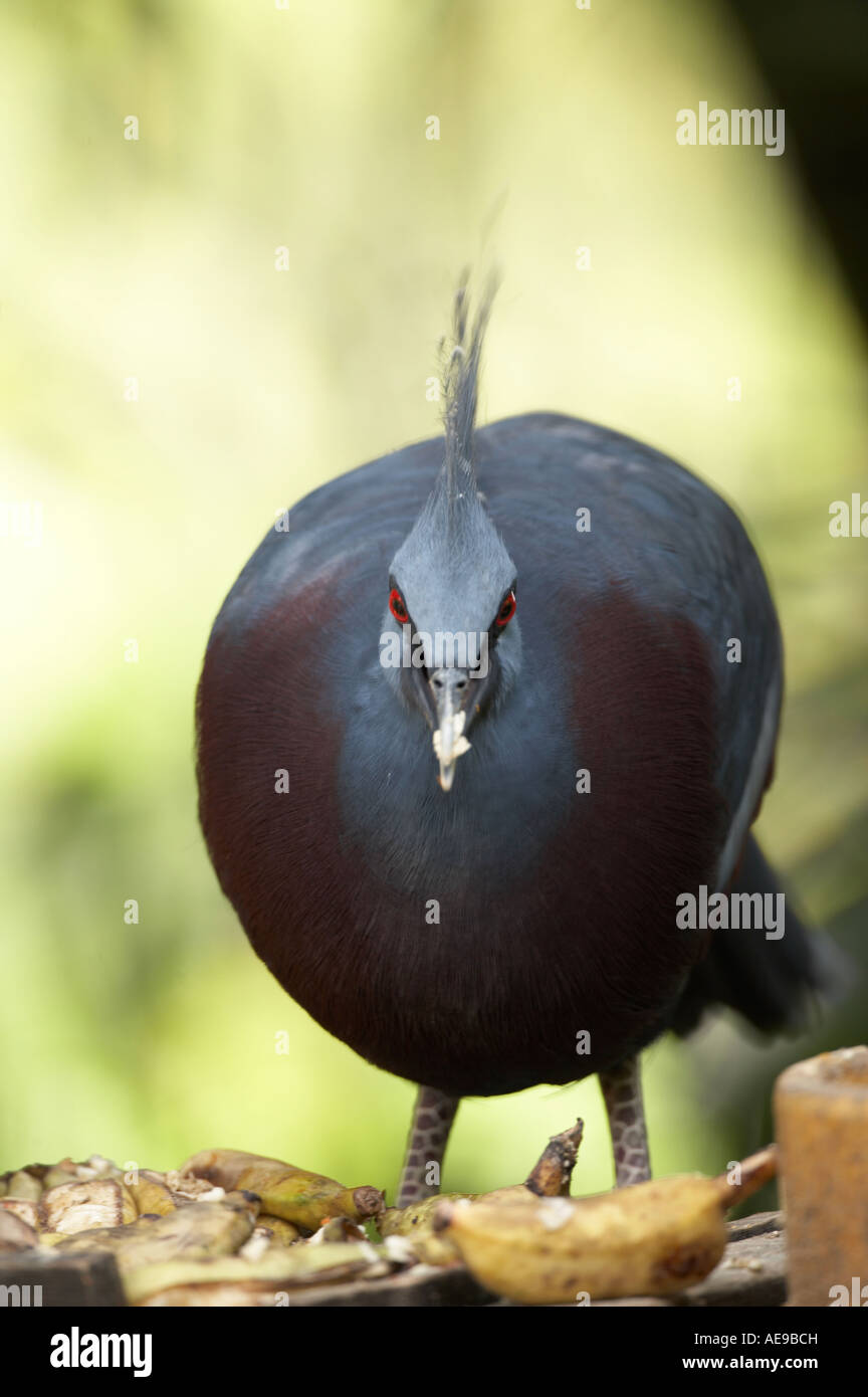 Western Crowned Pigeon, Goura cristata Stock Photo - Alamy