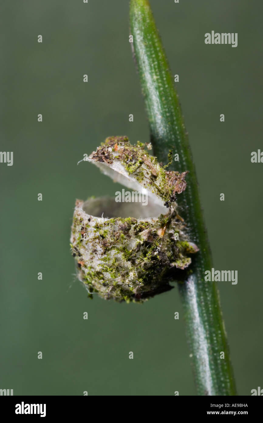 Top case hi-res stock photography and images - Alamy