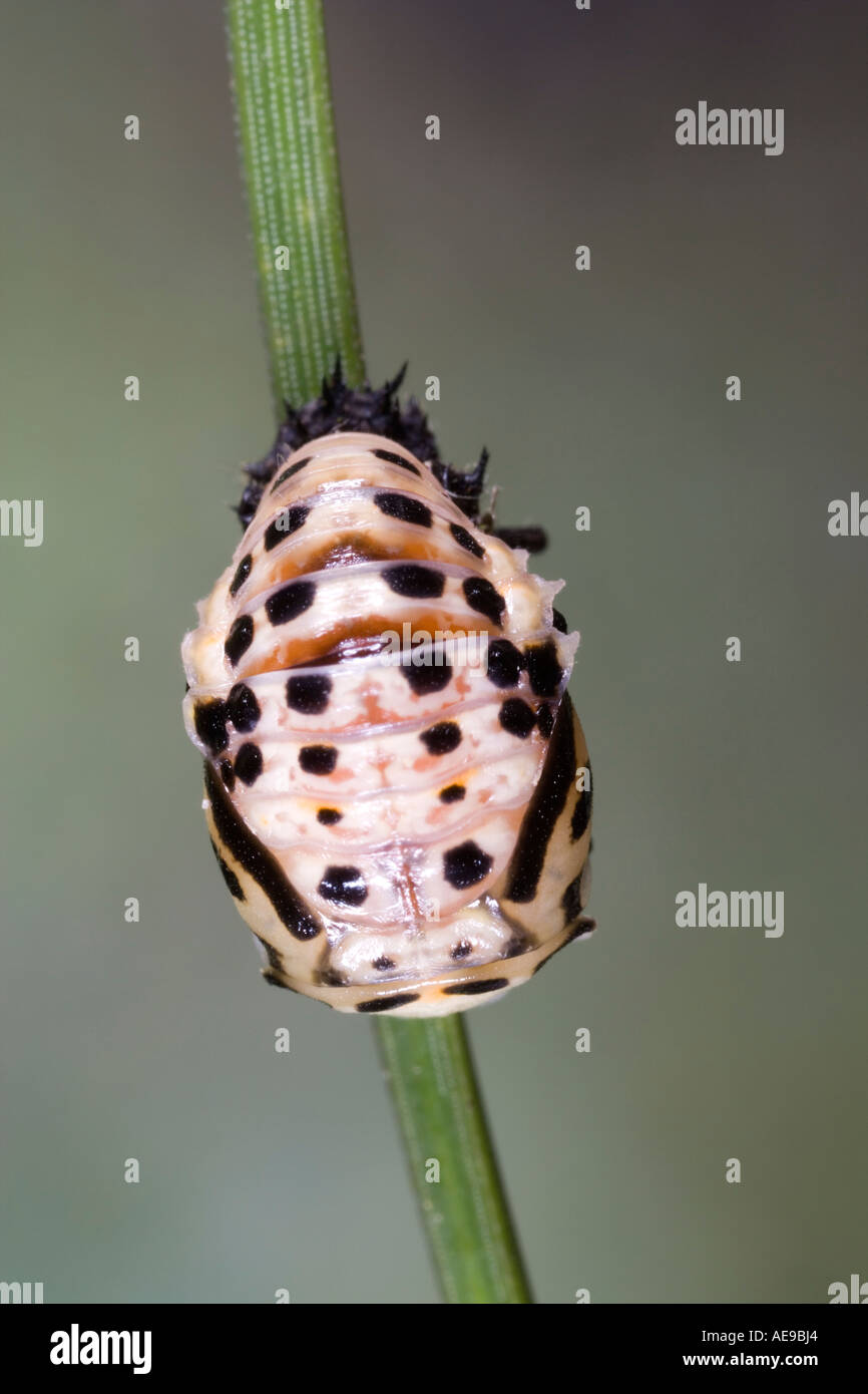 Pine ladybird pupa hi-res stock photography and images - Alamy