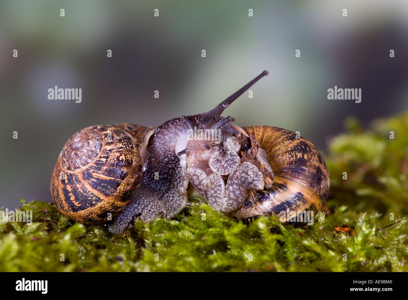 Common snail garden snail Helix aspersa paired up on moss covered stone ...