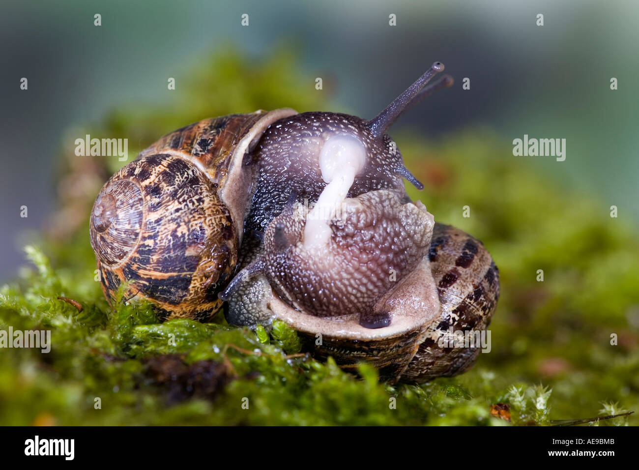 Common snail photograph hi-res stock photography and images - Alamy