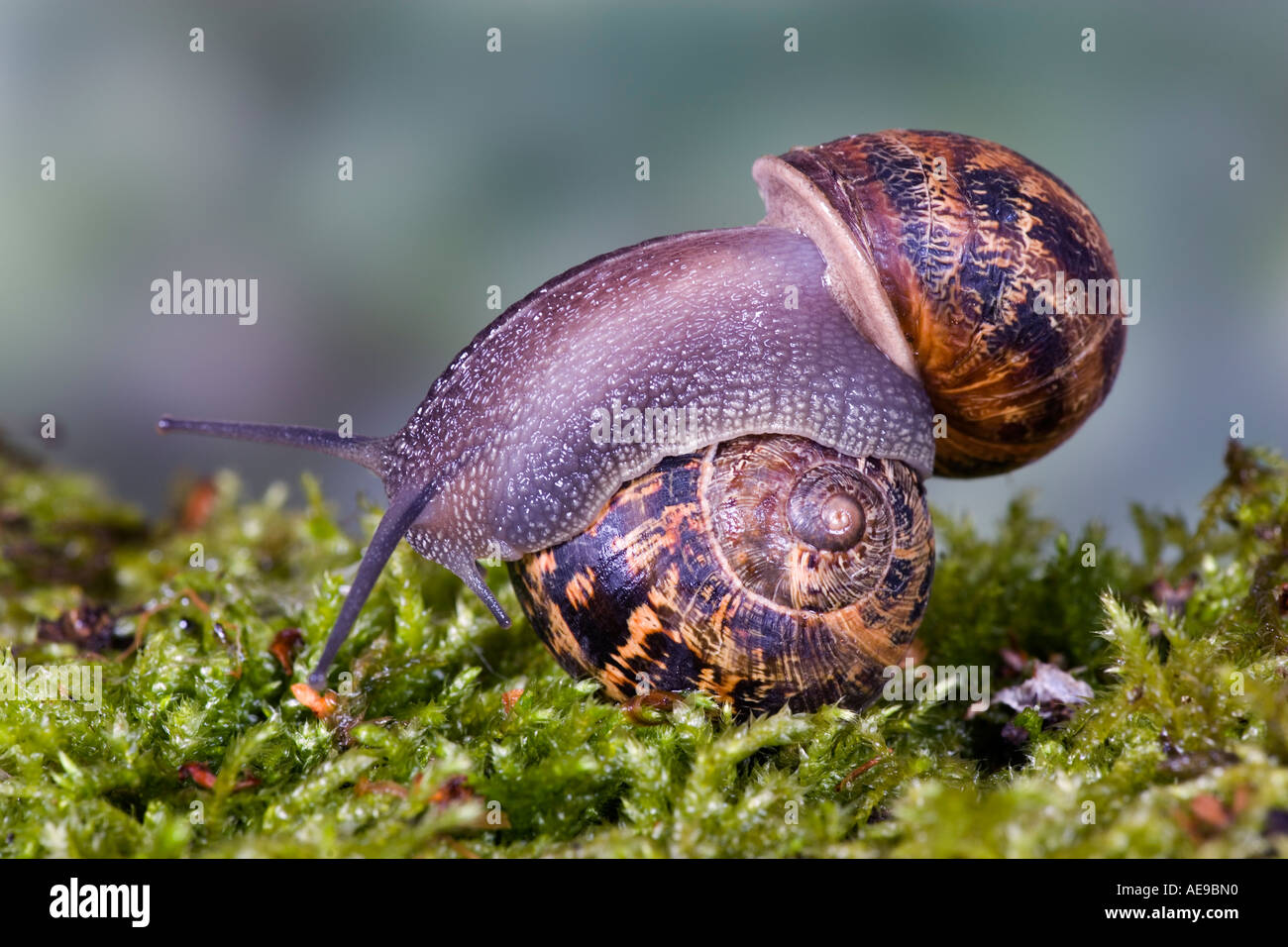 Common snail garden snail Helix aspersa interacting on moss covered ...